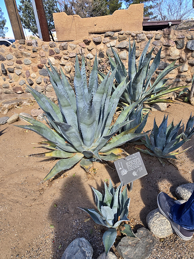 These magnificent agave plants served as the Salado's hardware store, grocery, and pharmacy&mdash;the original one-stop shopping experience.