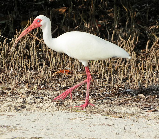 The American White Ibis struts along the shore like it owns the place&mdash;which, technically, it did long before humans arrived.