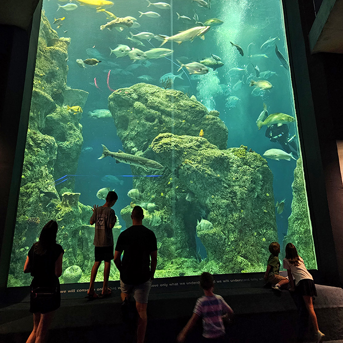 The South Carolina Aquarium's massive tank mesmerizes visitors of all ages, proving that sometimes the best entertainment is simply watching nature's underwater ballet.