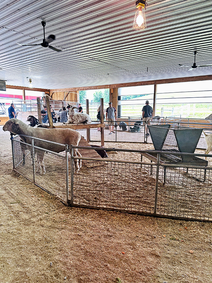 Where city kids learn that animals don't actually come from the emoji keyboard. This petting zoo offers more authentic interaction than most social media platforms.