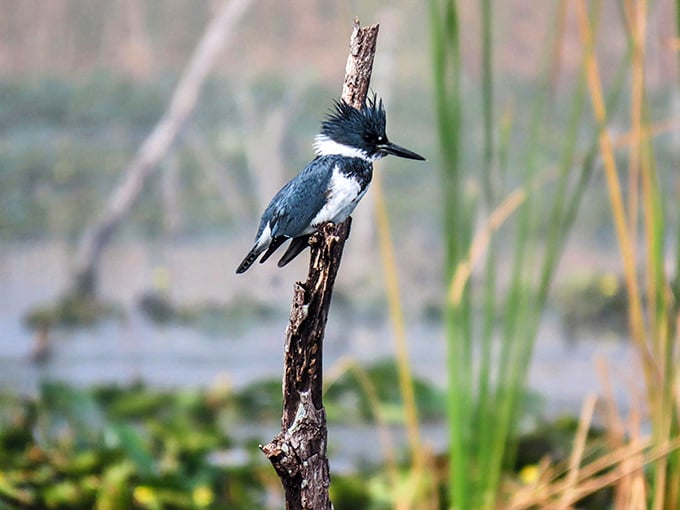 The belted kingfisher perches with the confidence of someone who knows exactly where their next meal is coming from.