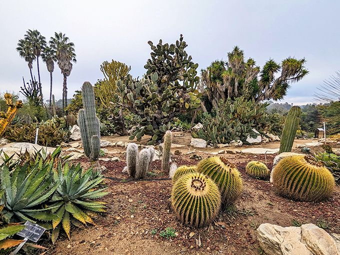 The desert garden's spiky residents stand guard. These barrel cacti look like nature's version of "personal space enthusiasts"&mdash;beautiful but best admired from a respectful distance.