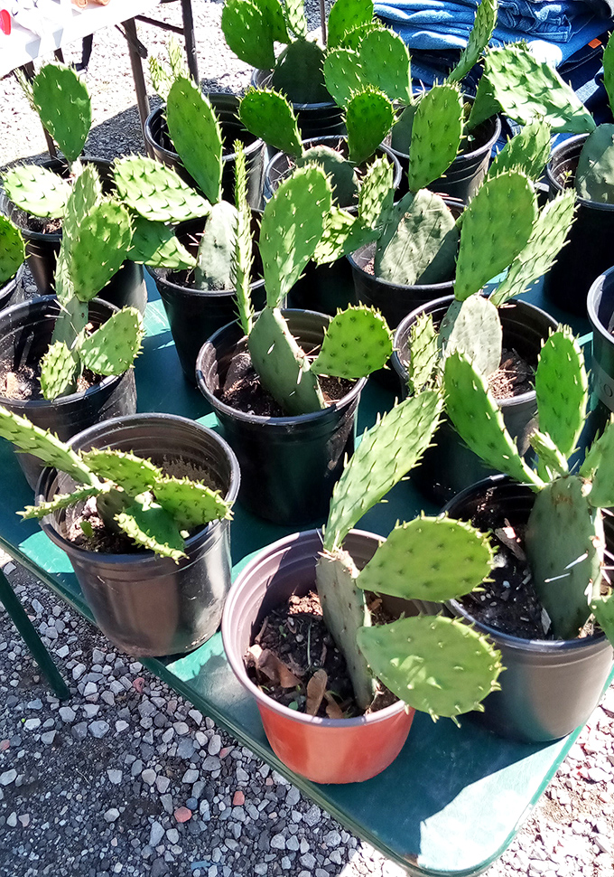Prickly potential! These potted cacti bring desert charm to Michigan homes, proving you don't need a green thumb for these resilient plants.