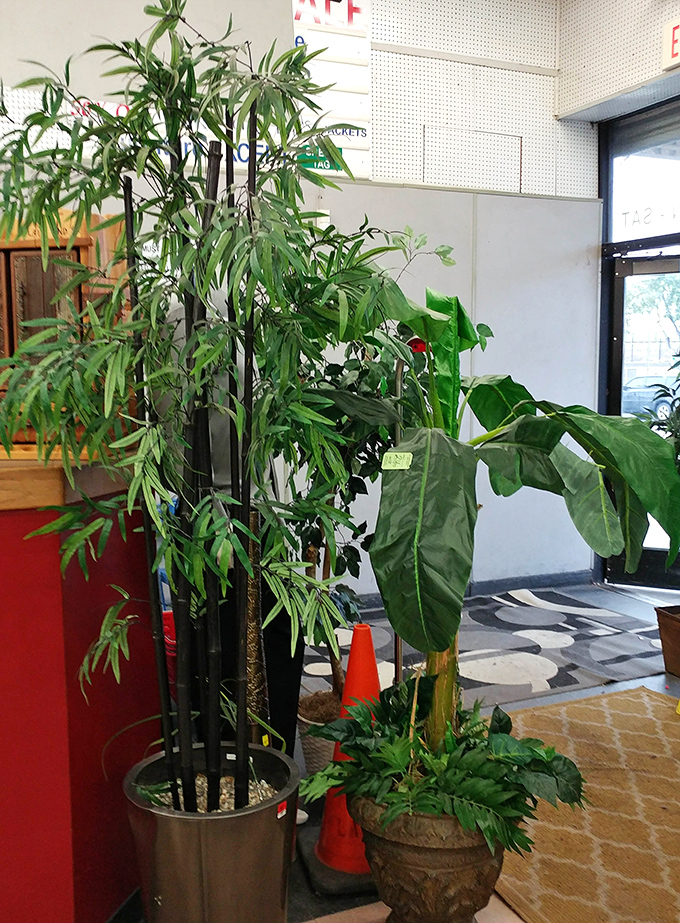 Even the fake plants have found a second home here, proving that at Valley Thrift, everything deserves another chance to bring joy.