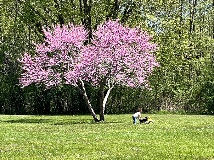 Spring's pink explosion creates the perfect backdrop for family moments. This redbud tree doesn't just bloom&mdash;it celebrates the season.