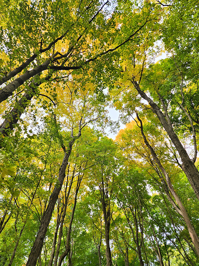 Look up! Nature's cathedral ceiling puts every human architect to shame with its stained glass of sunlight filtering through autumn leaves.