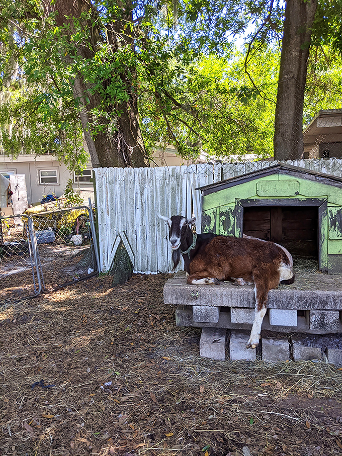 Even the local goat knows where the good food is&mdash;resting contentedly near the restaurant, perhaps dreaming of corn fritter crumbs.
