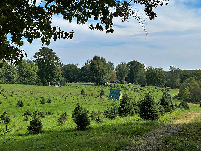 Heritage Farms' Christmas tree fields stretch toward the horizon, a patchwork of future holiday memories waiting to be harvested and decorated with family stories.