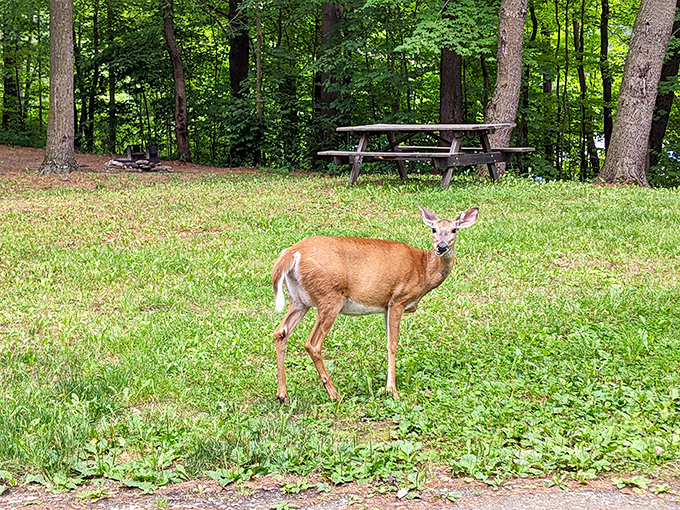 Unexpected dinner guest! This deer casually checking out the picnic area reminds us who the real locals are at Hills Creek State Park.