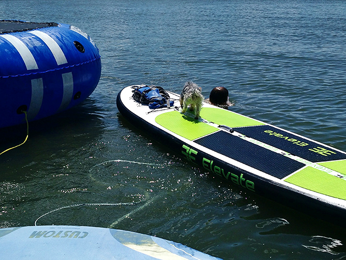 Even the dogs know Lake View is paradise&mdash;this pup's living his best life on a paddle board. Four-legged water enthusiasts get priority seating on the lake's natural highway.