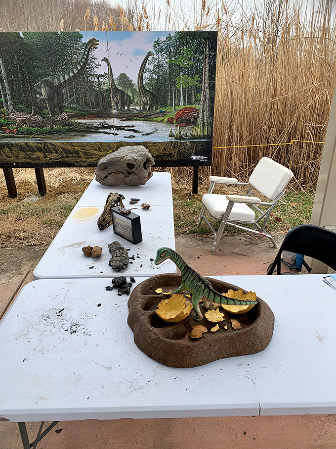 Educational displays bring Maryland's prehistoric past to life with fossils and models. Where science class meets time travel without the flux capacitor.