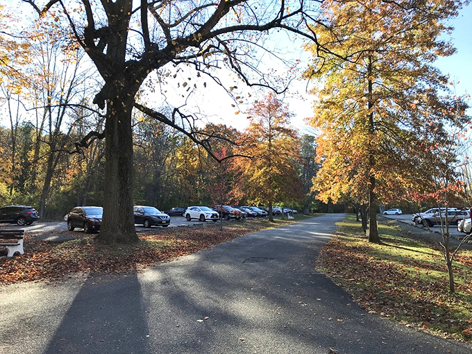 Fall's finest parking spot: Even the arrival area at Hacklebarney gets dressed up in autumn colors. The adventure begins before you exit your car!