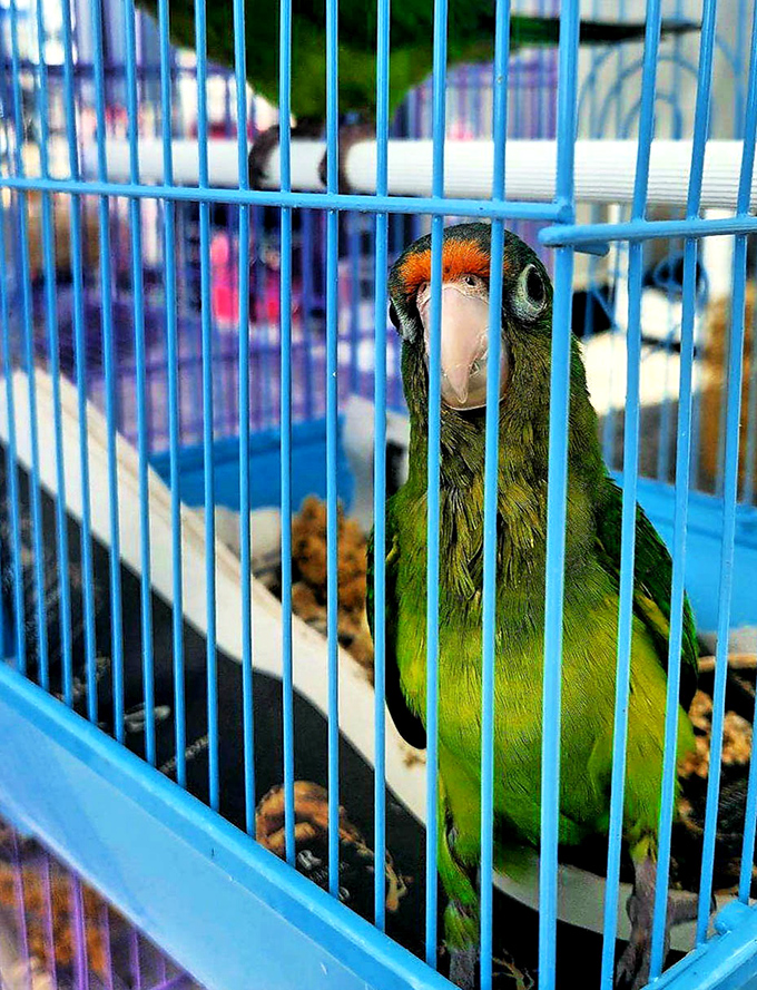 "I've seen things you wouldn't believe," this conure seems to say, watching market-goers from his blue cage vantage point.
