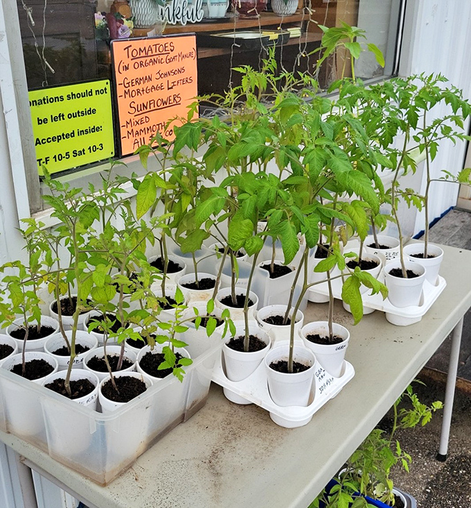 Garden dreams sprouting in plastic cups. These tomato seedlings represent the optimism of spring and the promise of homegrown flavor.