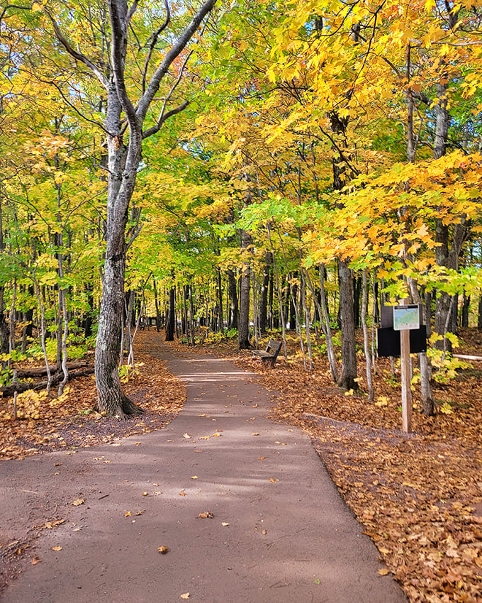 Autumn's golden touch transforms ordinary trails into pathways of wonder. Walking here feels like strolling through a painting that's still wet.