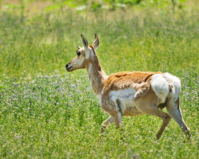 The pronghorn &ndash; America's fastest land mammal &ndash; pauses just long enough for you to appreciate its elegant presence in the grasslands.