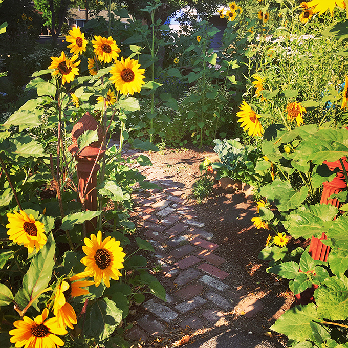 Gardens in Loyalton grow sunflowers tall enough to have conversations with. This brick pathway leads through nature's own art installation.