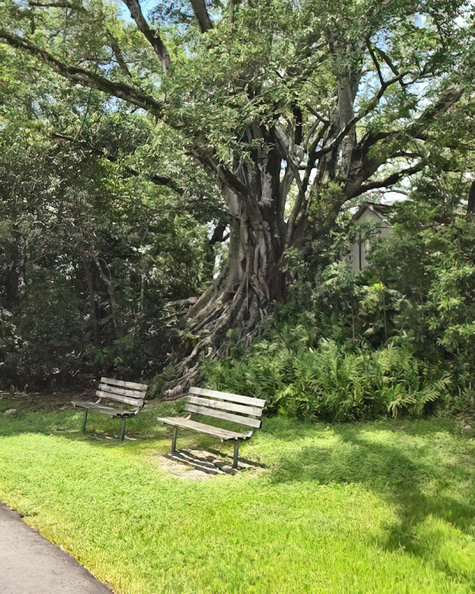 Ancient trees provide a canopy above strategically placed benches. Nature's waiting room, where the entertainment is provided by rustling leaves.