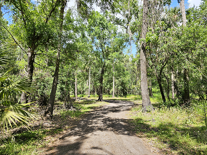 Natural Florida reveals itself along shaded trails near the Peace River. This is the Florida that existed before mouse ears and beach umbrellas took over