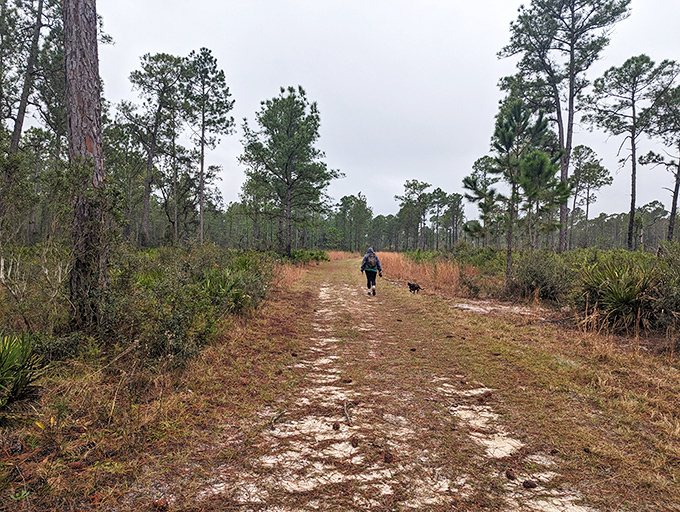 Hiking trails cut through pine forests and palmetto scrub, where the only traffic jam might involve a tortoise crossing at its own deliberate pace.
