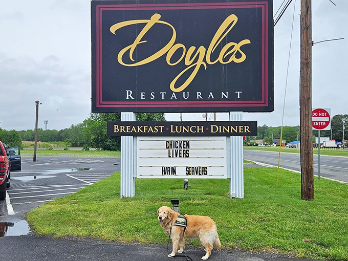 Even the golden retriever knows Doyle's is the place to be. That sign promises three square meals and zero pretension.
