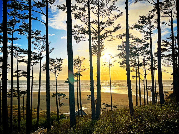 Mother Nature showing off at sunset. The silhouetted pines stand like sentinels against a golden sky, creating the kind of moment that sells beach houses.