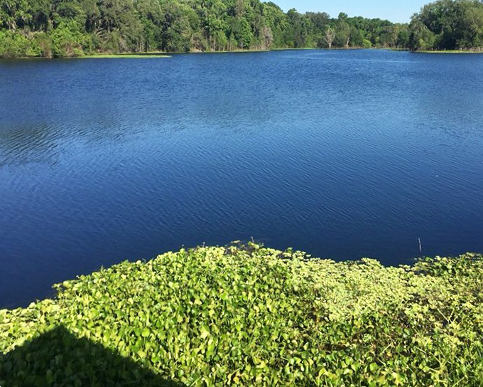 The Alachua Sink&mdash;nature's bathtub drain that decides when the prairie becomes a lake. Currently: holding water like it's saving for a drought.