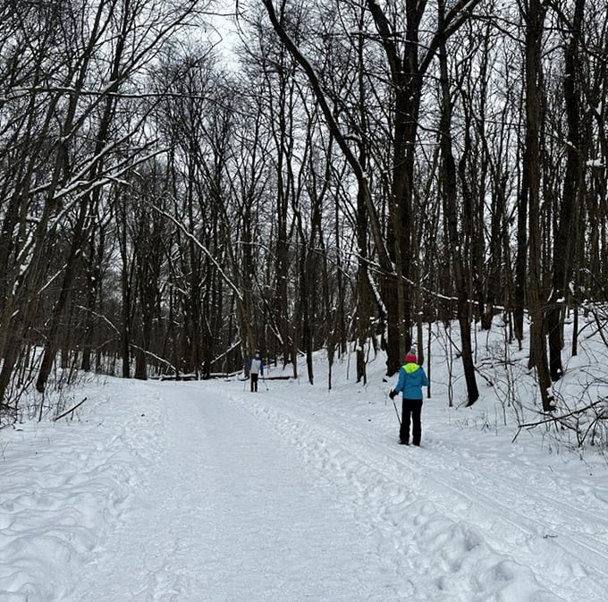 Winter's blank canvas awaits exploration. This snow-covered trail proves that Michigan doesn't hibernate—it just changes outfits for the season.