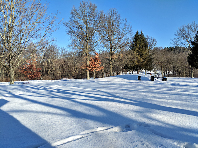 Winter transforms the park into a hushed wonderland where tree shadows stretch blue across untouched snow. Social media can wait&mdash;this moment can't.