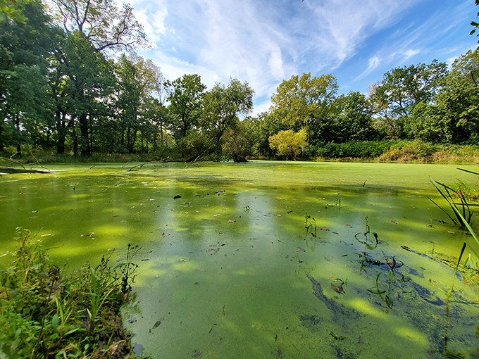 This algae-covered pond might not make the tourism brochure, but it's teeming with life. Nature's green smoothie, minus the $12 price tag.