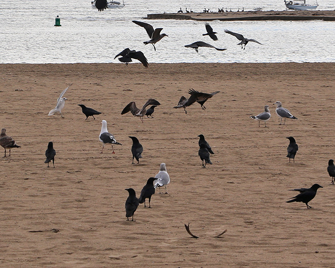 The beach committee meeting is now in session &ndash; these birds clearly have strong opinions about shoreline management.