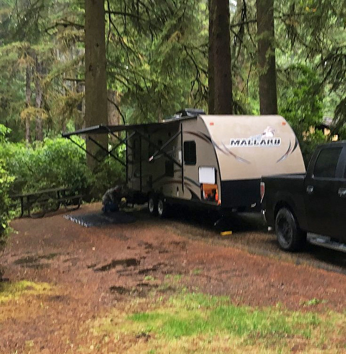 Forest camping, Oregon style. Towering evergreens create natural walls around this peaceful campsite, perfect for coastal highway adventurers.
