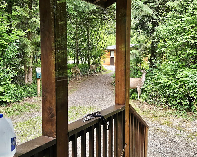 "Excuse me, is this cabin taken?" Local deer checking out the accommodations, completely unfazed by human neighbors.