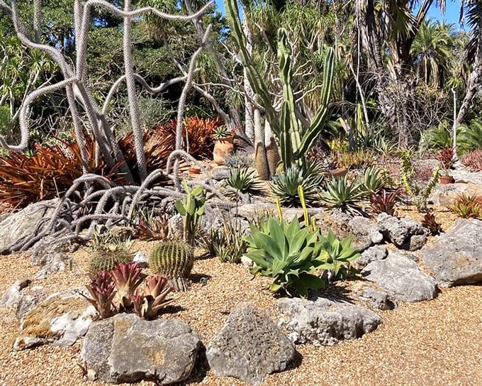 The desert garden proves that "prickly" can be beautiful &ndash; like that aunt who always tells it like it is but brings the best cookies.
