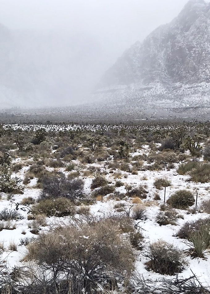 Snow in the desert isn't an oxymoron; it's a magical transformation that turns familiar landscapes into winter wonderlands worth the cold fingers. 