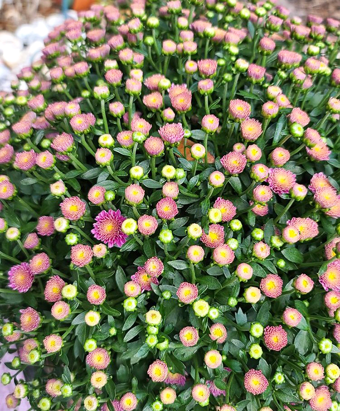 Nature's fireworks display in pink and yellow. These mums are throwing a celebration and everyone's invited.