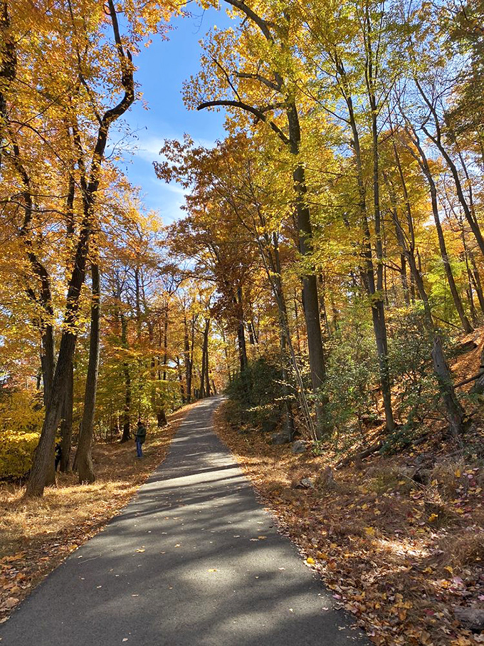 Autumn's golden tunnel beckons. This path through fall foliage is nature's equivalent of rolling out the red carpet&mdash;just with better colors.