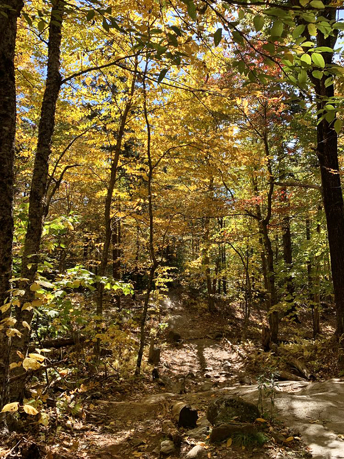 Autumn's golden hour on the trail. These sun-dappled paths through fall foliage are nature's version of walking through a cathedral.