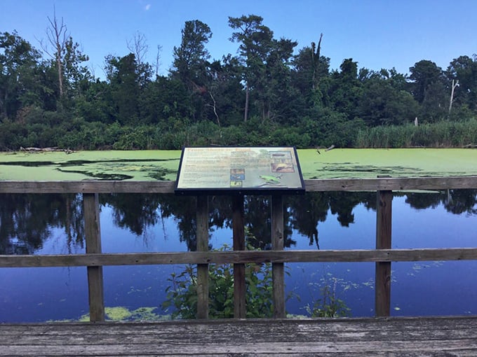 Educational signage transforms a simple overlook into a window through time, revealing the hidden stories beneath the pond's surface.