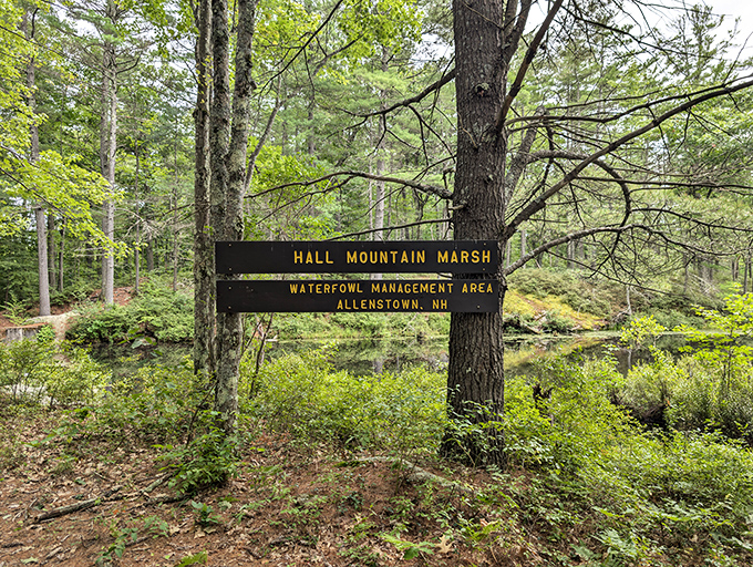 Hall Mountain Marsh offers a serene wetland ecosystem where birds and wildlife thrive. Nature's reminder that the best things happen when left undisturbed.