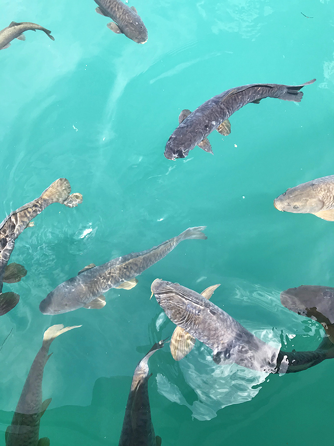 Beneath that famous turquoise surface, local residents of the finned variety go about their day, unimpressed by our fascination.