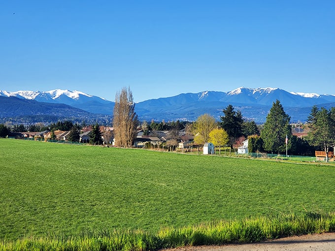 The Olympic Mountains stand guard over Sequim's neighborhoods, providing a backdrop that makes even mundane errands feel majestic.