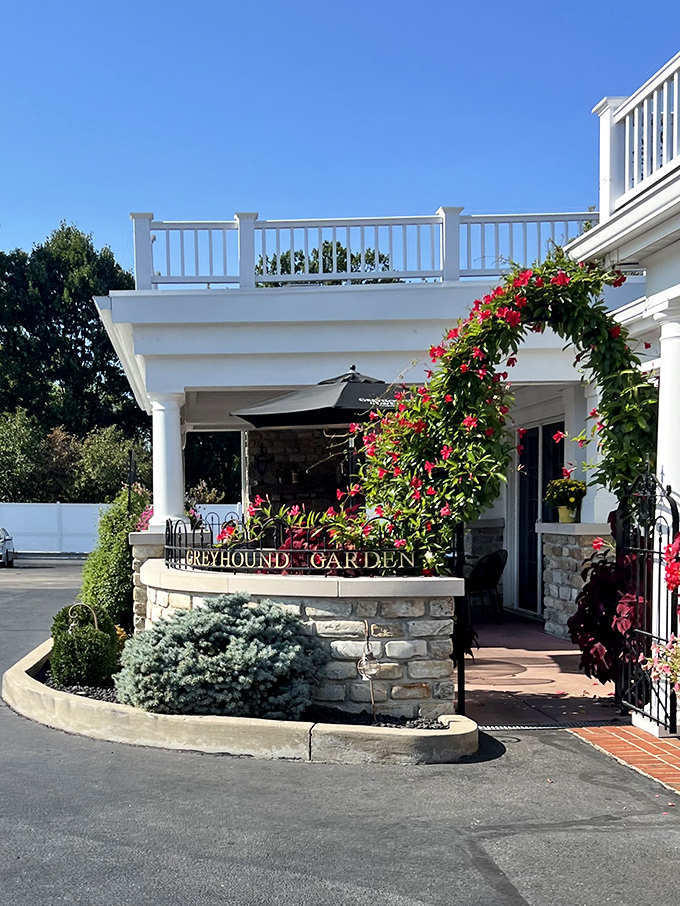 The Greyhound Garden entrance, where climbing roses and thoughtful landscaping set the stage for the culinary performance waiting inside. 