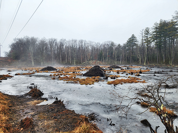 Winter transforms the wetlands into a frozen landscape that looks like nature's own abstract art installation piece.
