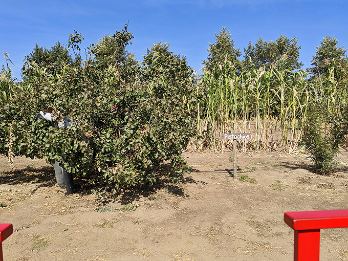 The farm's agricultural roots remain evident in these plantings &ndash; a reminder that before the gift shop, there was the land.