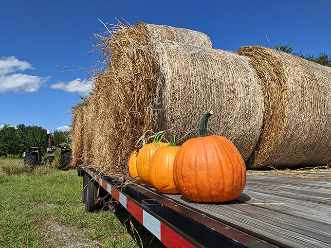 Rural still life: pumpkins resting on hay bales under impossibly blue skies. Norman Rockwell couldn't have painted a more perfect farm scene.