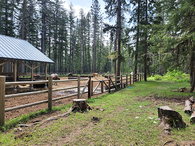 Rustic elegance in the forest cathedral. Lake Wenatchee's equestrian facilities welcome both two-legged and four-legged visitors to explore trails from a higher perspective.