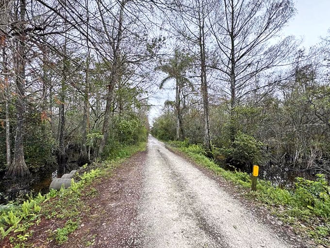 During winter months, the cypress trees shed their needles, revealing a different but equally mesmerizing landscape along the scenic drive.