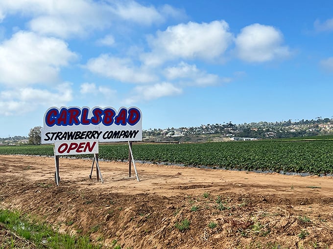 The roadside sign announces "OPEN" with the confidence of someone who knows they're offering exactly what you didn't know you needed today.
