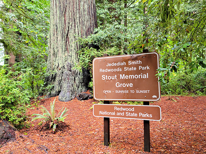 The sign says "Stout Memorial Grove," but nothing prepares you for the robust experience ahead. Nature's version of "you are here" with exclamation points.